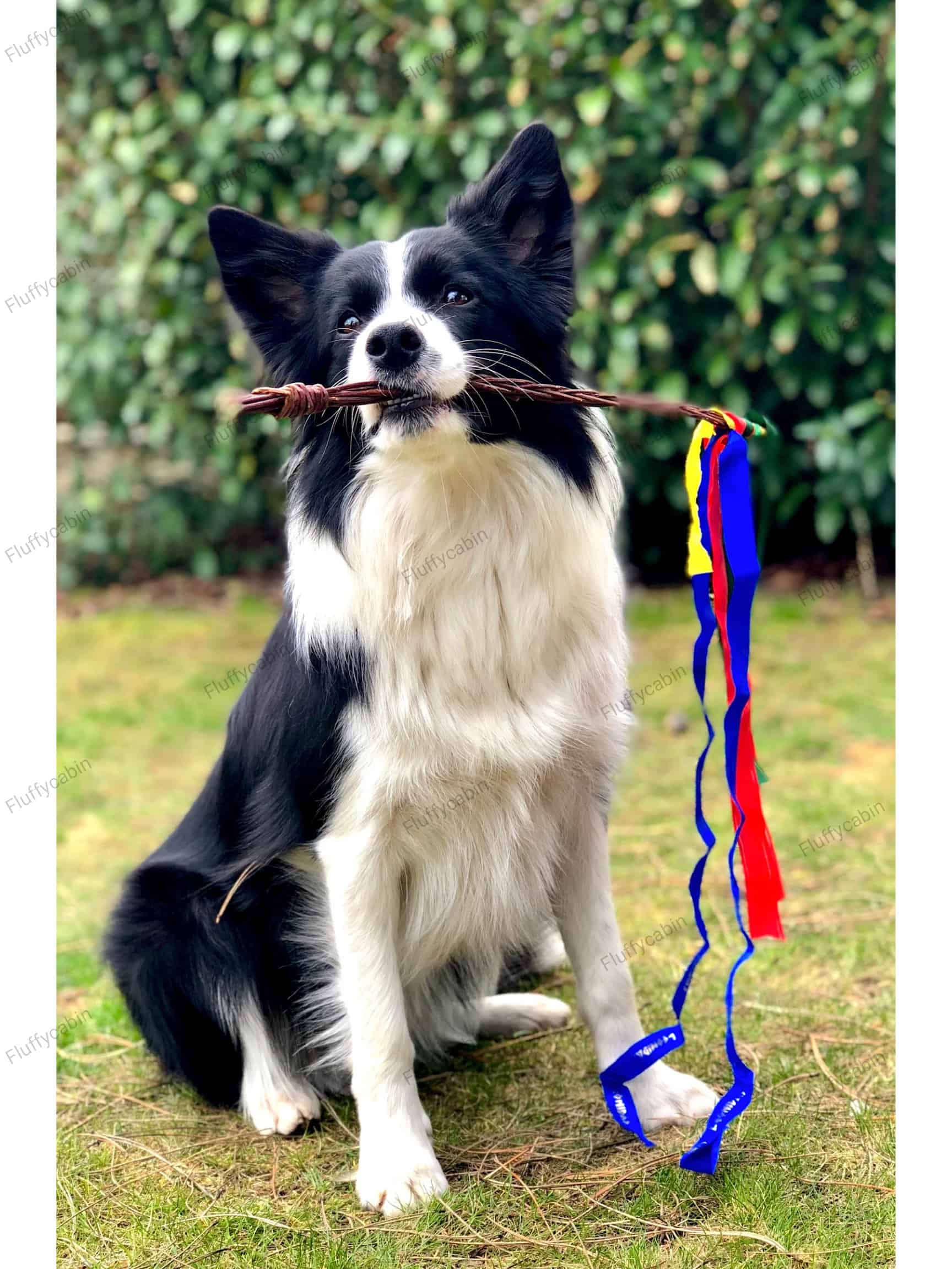 Border Collie Australian Shepherd Mix Breed | ThePetsTome