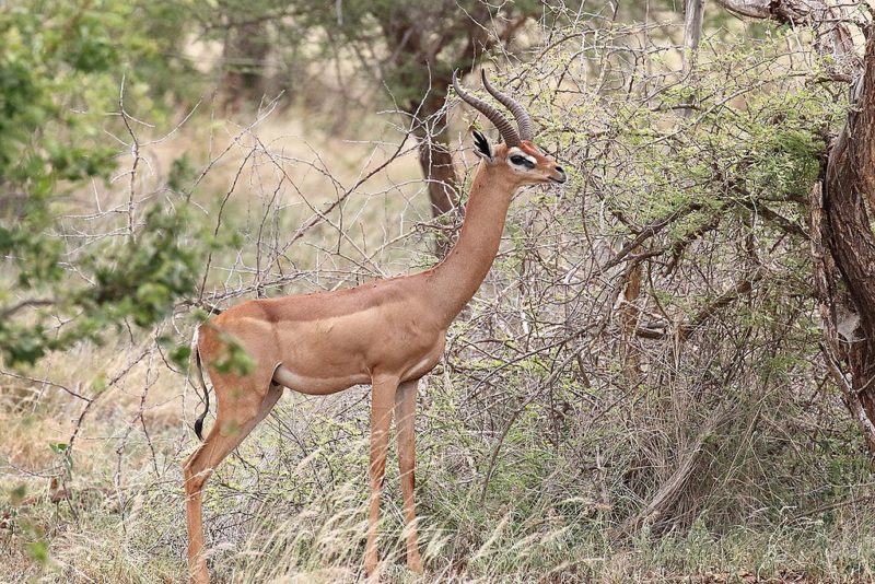 22 Long Neck Animals Around The World (Updated 2024) | ThePetsTome