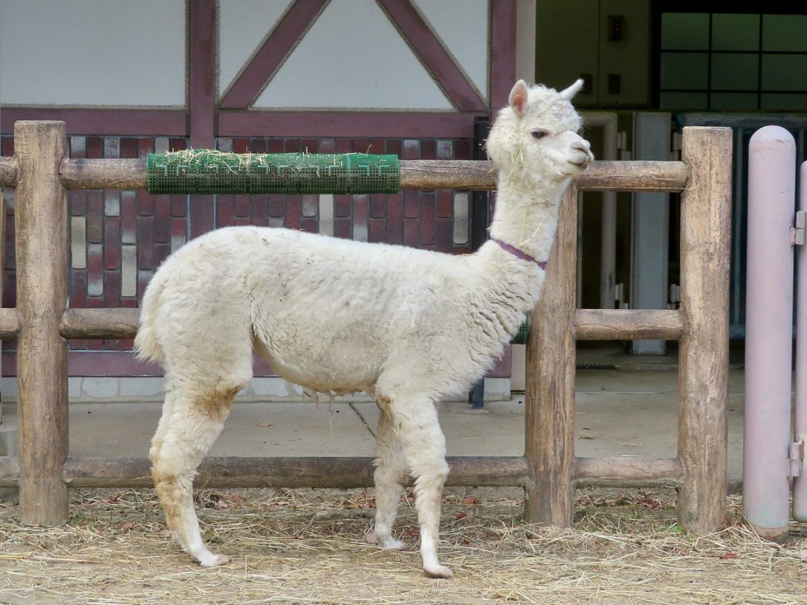 22 Long Neck Animals Around The World (Updated 2024) | ThePetsTome