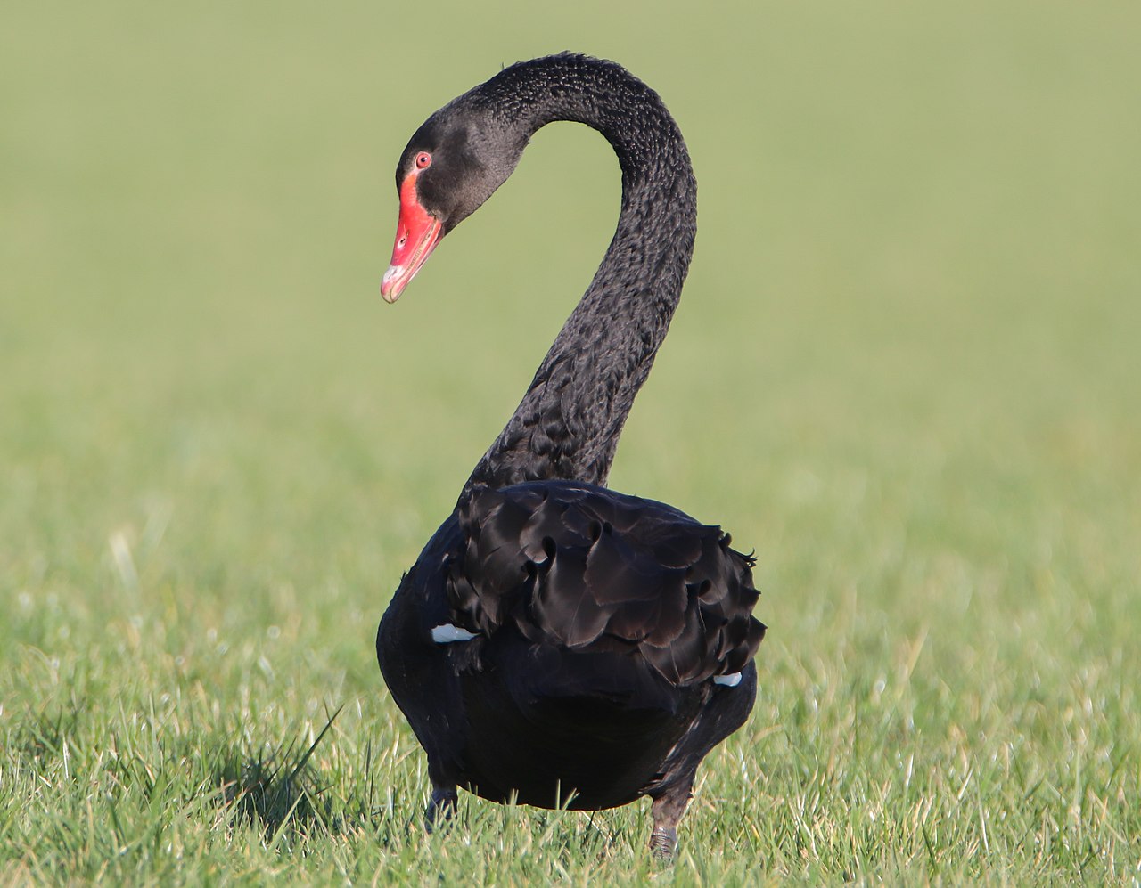 22 Long Neck Animals Around The World (Updated 2024) | ThePetsTome