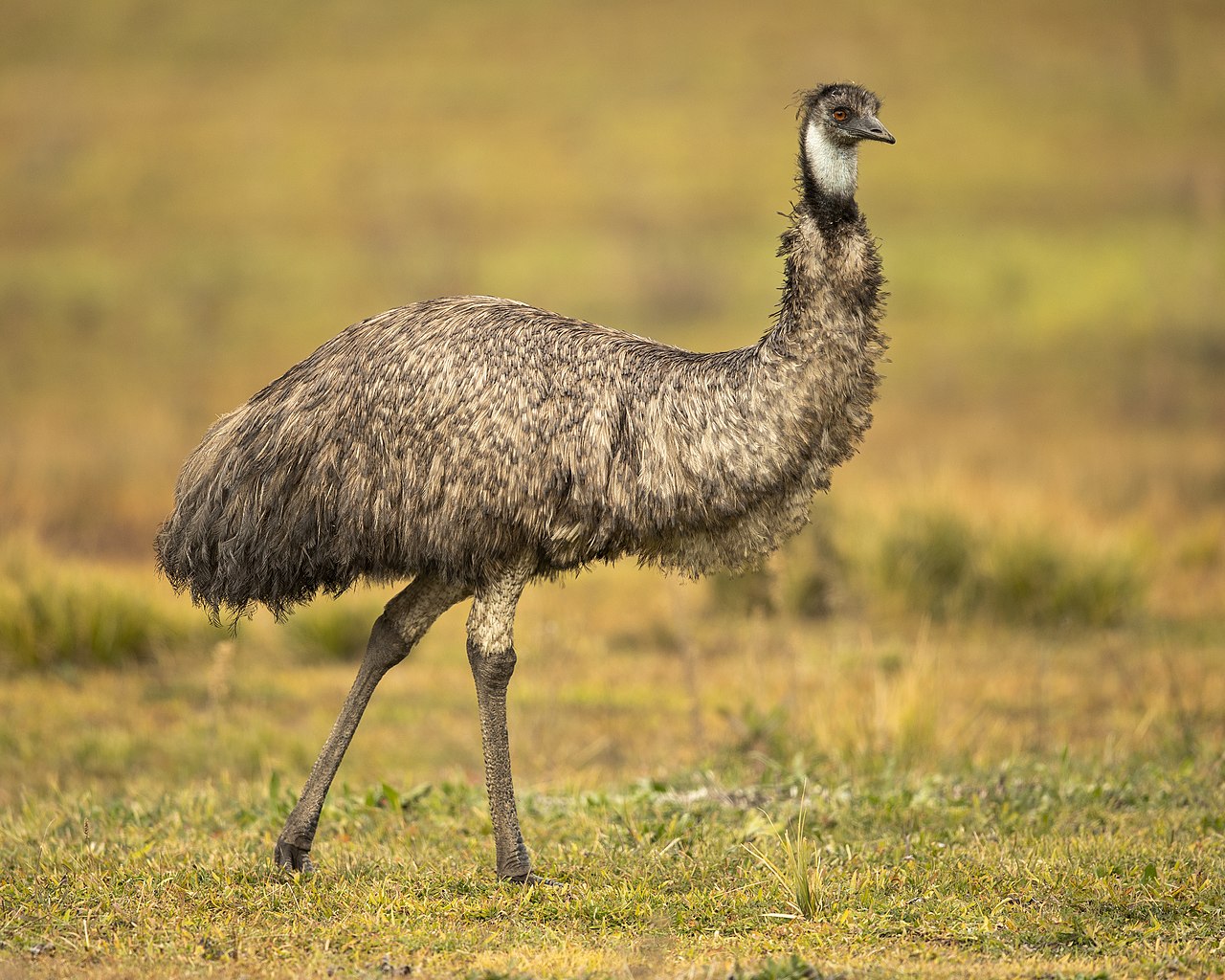 22 Long Neck Animals Around The World (Updated 2024) | ThePetsTome