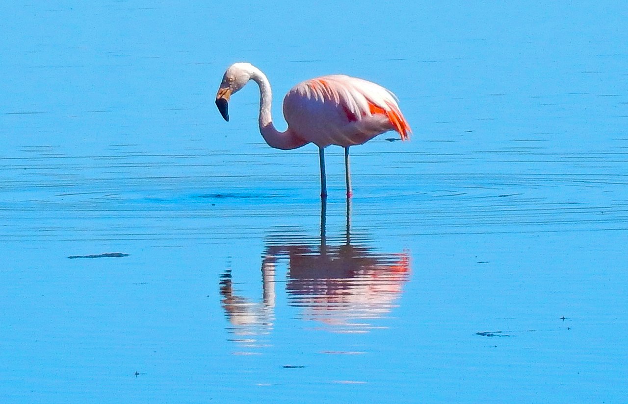 22 Long Neck Animals Around The World (Updated 2024) | ThePetsTome