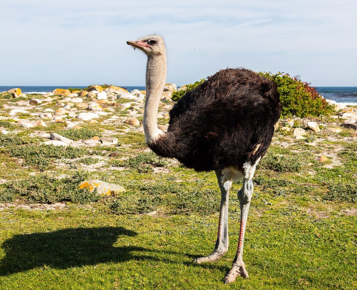 22 Long Neck Animals Around The World (Updated 2024) | ThePetsTome