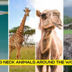 Is Preen Safe For Pets? (Cats, Dogs, Other Pets) | ThePetsTome