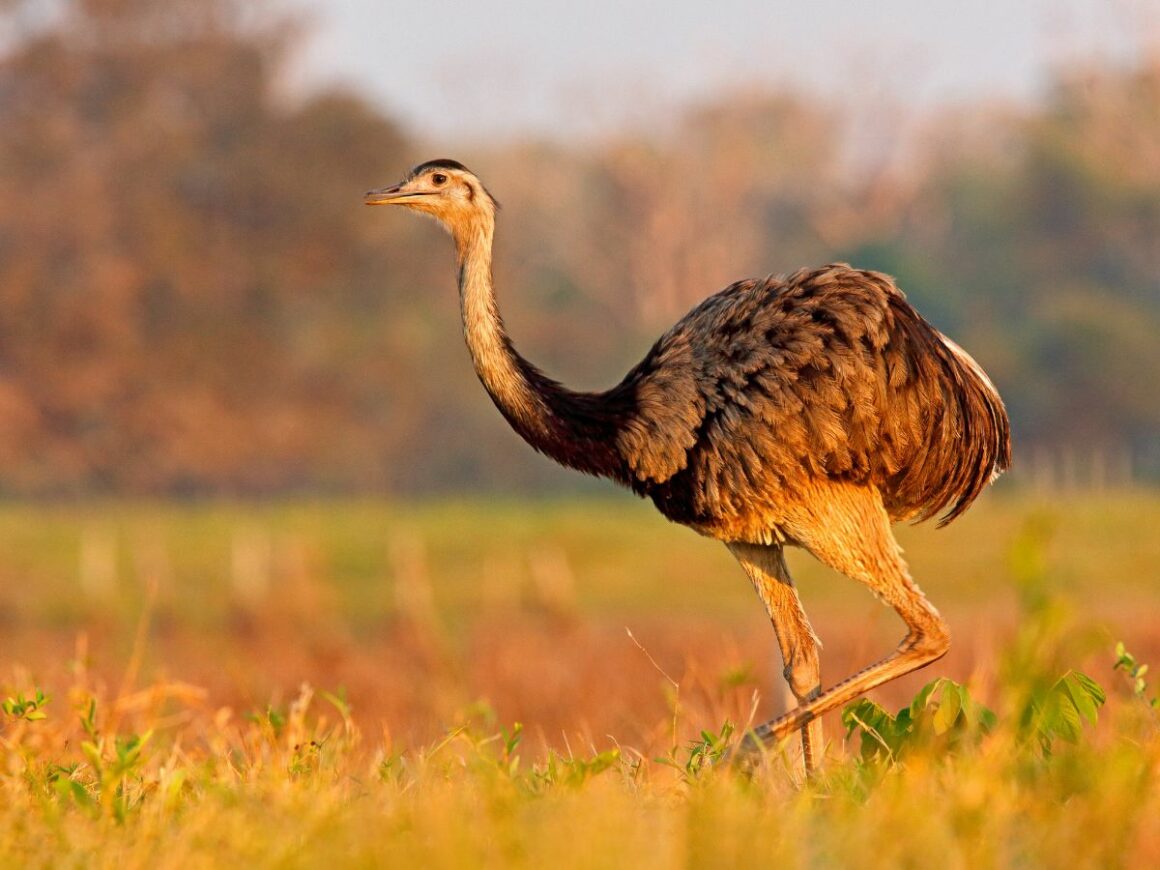 22 Long Neck Animals Around The World (Updated 2024) | ThePetsTome