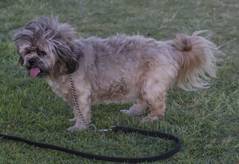 19 Slowest Dog Breeds In The World (Ranked) | ThePetsTome