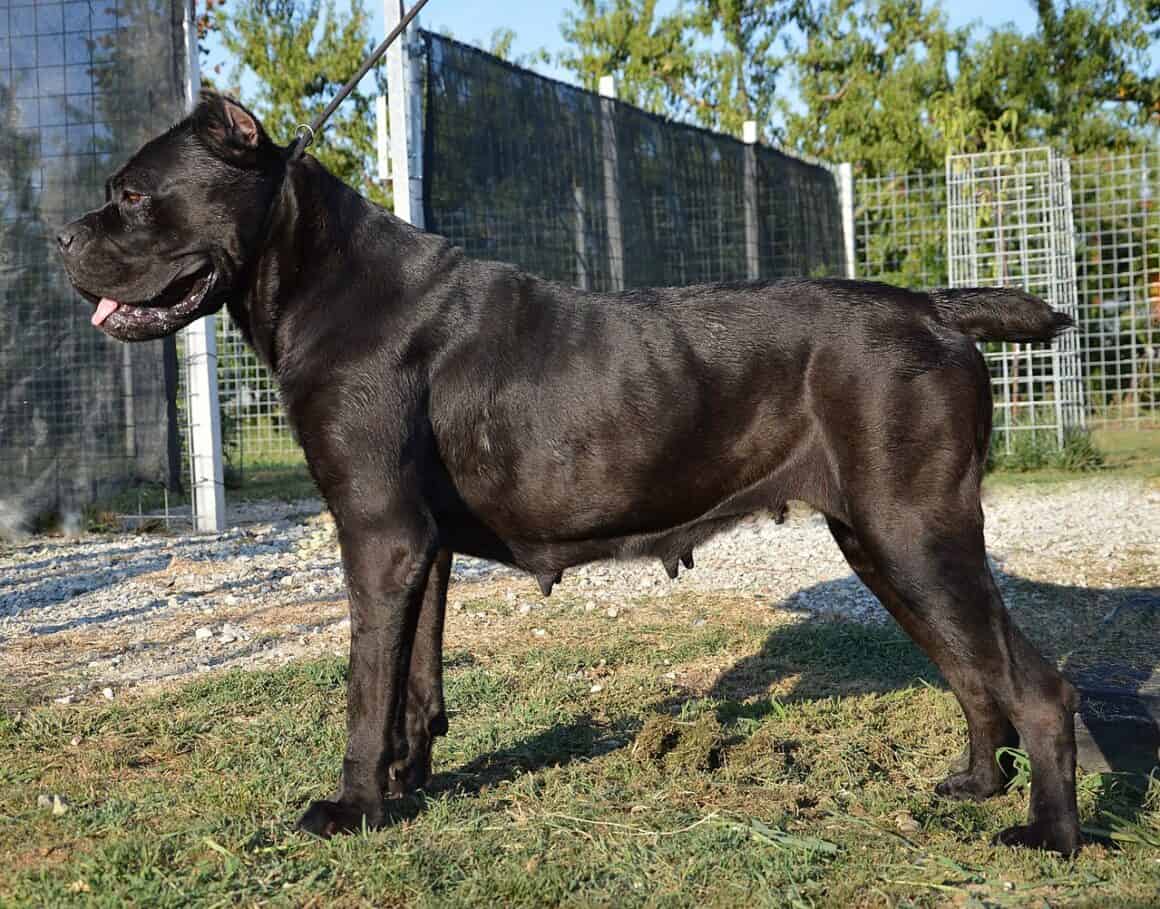Buff Dogs: 21 Biggest & Muscular Dog Breeds In The World | ThePetsTome