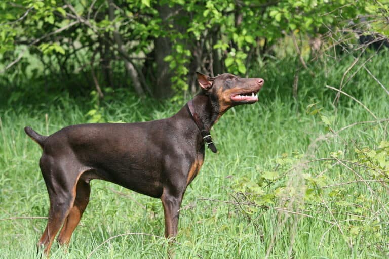 Buff Dogs: 21 Biggest & Muscular Dog Breeds In The World | ThePetsTome