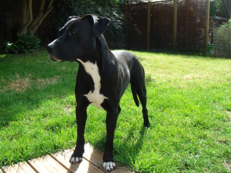 Buff Dogs: 21 Biggest & Muscular Dog Breeds In The World | ThePetsTome