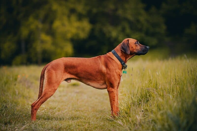 Buff Dogs: 21 Biggest & Muscular Dog Breeds In The World | ThePetsTome