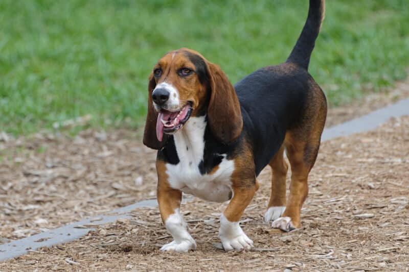 19 Slowest Dog Breeds In The World (Ranked) | ThePetsTome
