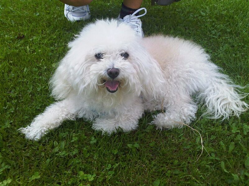 17 Popular Fluffy White Dog Breeds For You | ThePetsTome