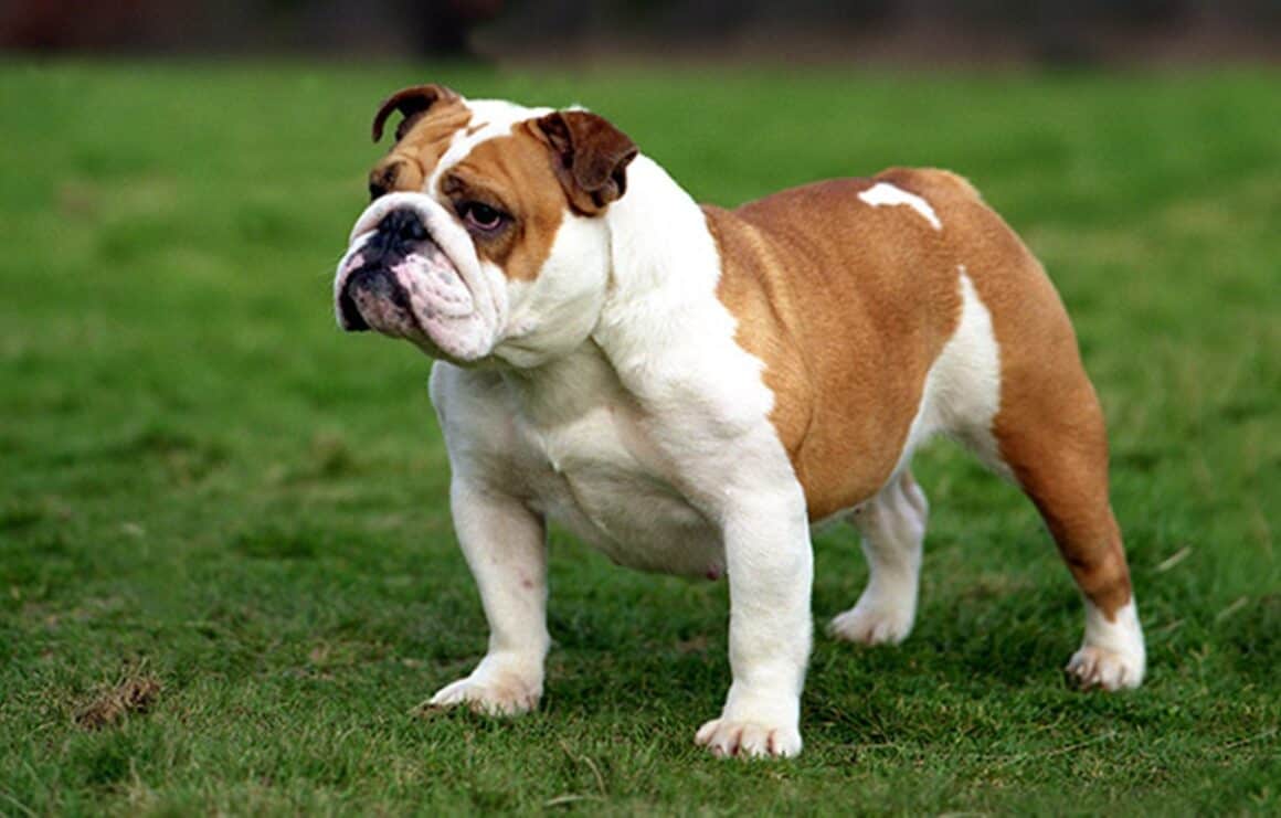 Buff Dogs: 21 Biggest & Muscular Dog Breeds In The World | ThePetsTome