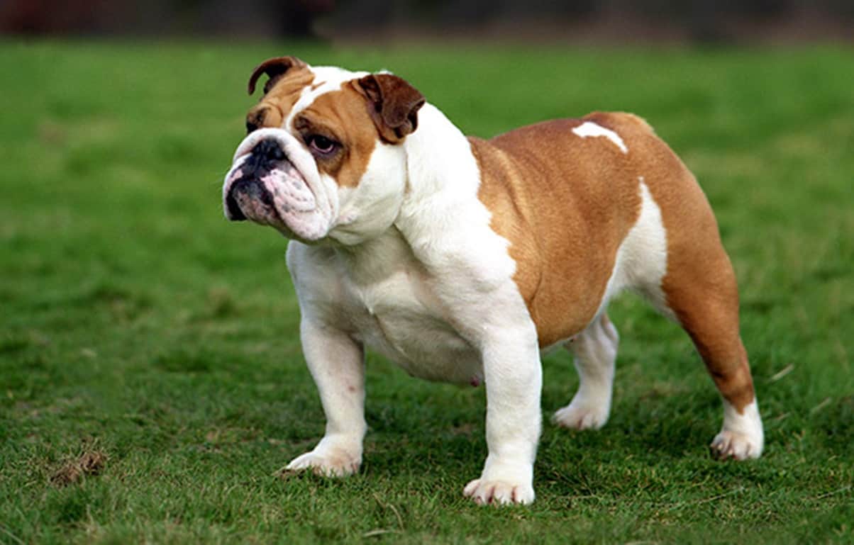 Buff Dogs: 21 Biggest & Muscular Dog Breeds In The World | ThePetsTome