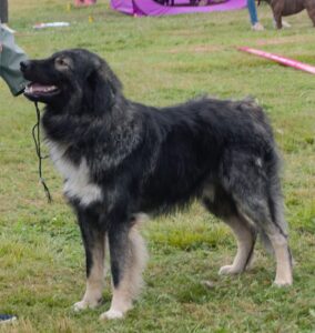 Buff Dogs: 21 Biggest & Muscular Dog Breeds In The World | ThePetsTome