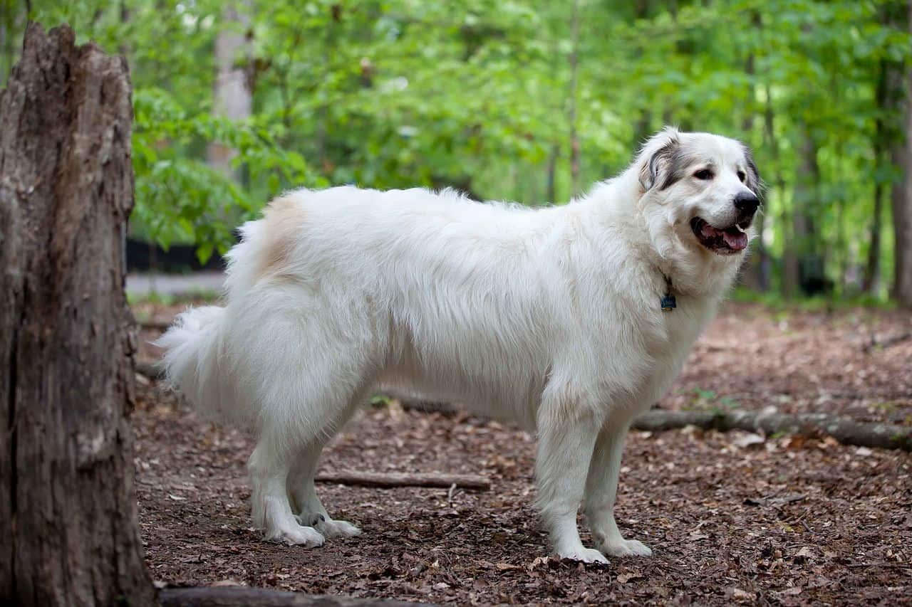 17 Popular Fluffy White Dog Breeds For You | ThePetsTome