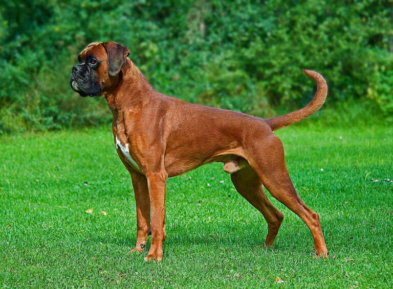 Buff Dogs: 21 Biggest & Muscular Dog Breeds In The World | ThePetsTome