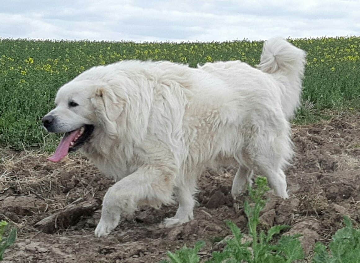 17 Popular Fluffy White Dog Breeds For You | ThePetsTome