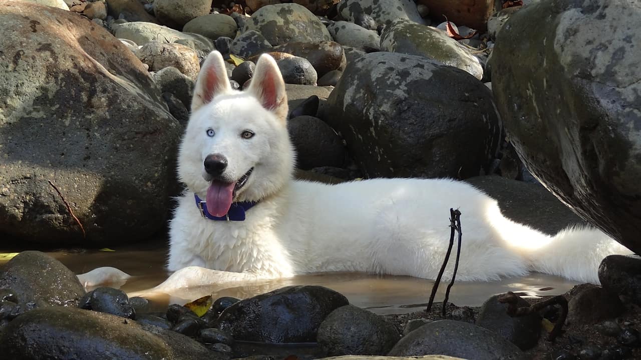 17 Popular Fluffy White Dog Breeds For You | ThePetsTome