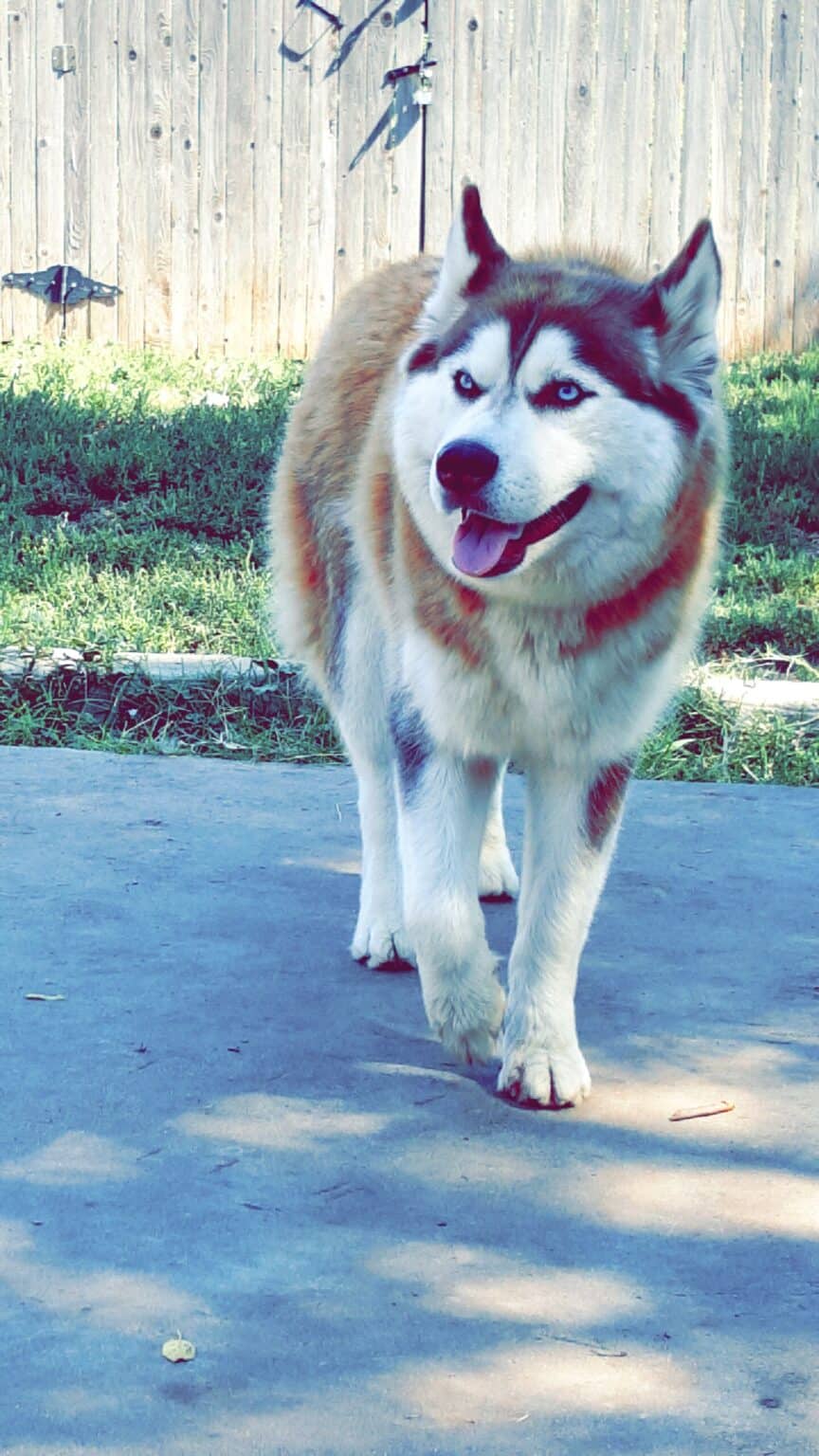 Buff Dogs: 21 Biggest & Muscular Dog Breeds In The World | ThePetsTome