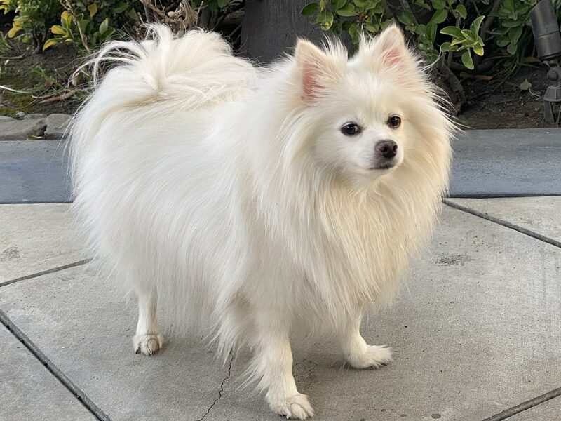 17 Popular Fluffy White Dog Breeds For You | ThePetsTome