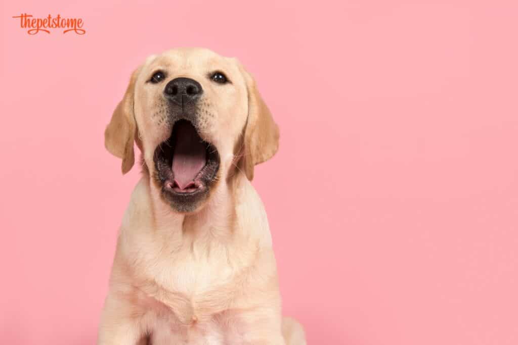 Why Dogs Play Fight With Their Mouths Open (Exposed) | ThePetsTome