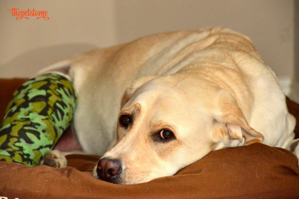 What Does It Mean When A Stray Dog Follows You? | ThePetsTome