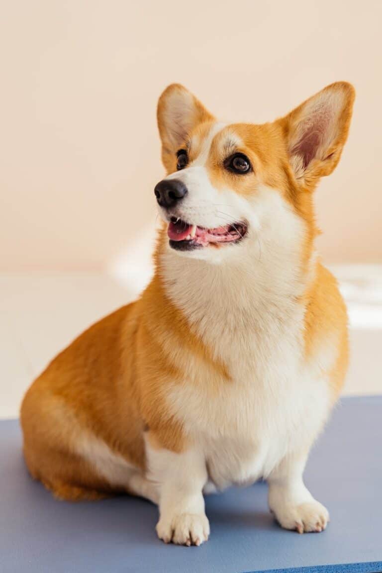 Blue Heeler Corgi Mix: All You Need to Know About The Cowboy Corgi ...