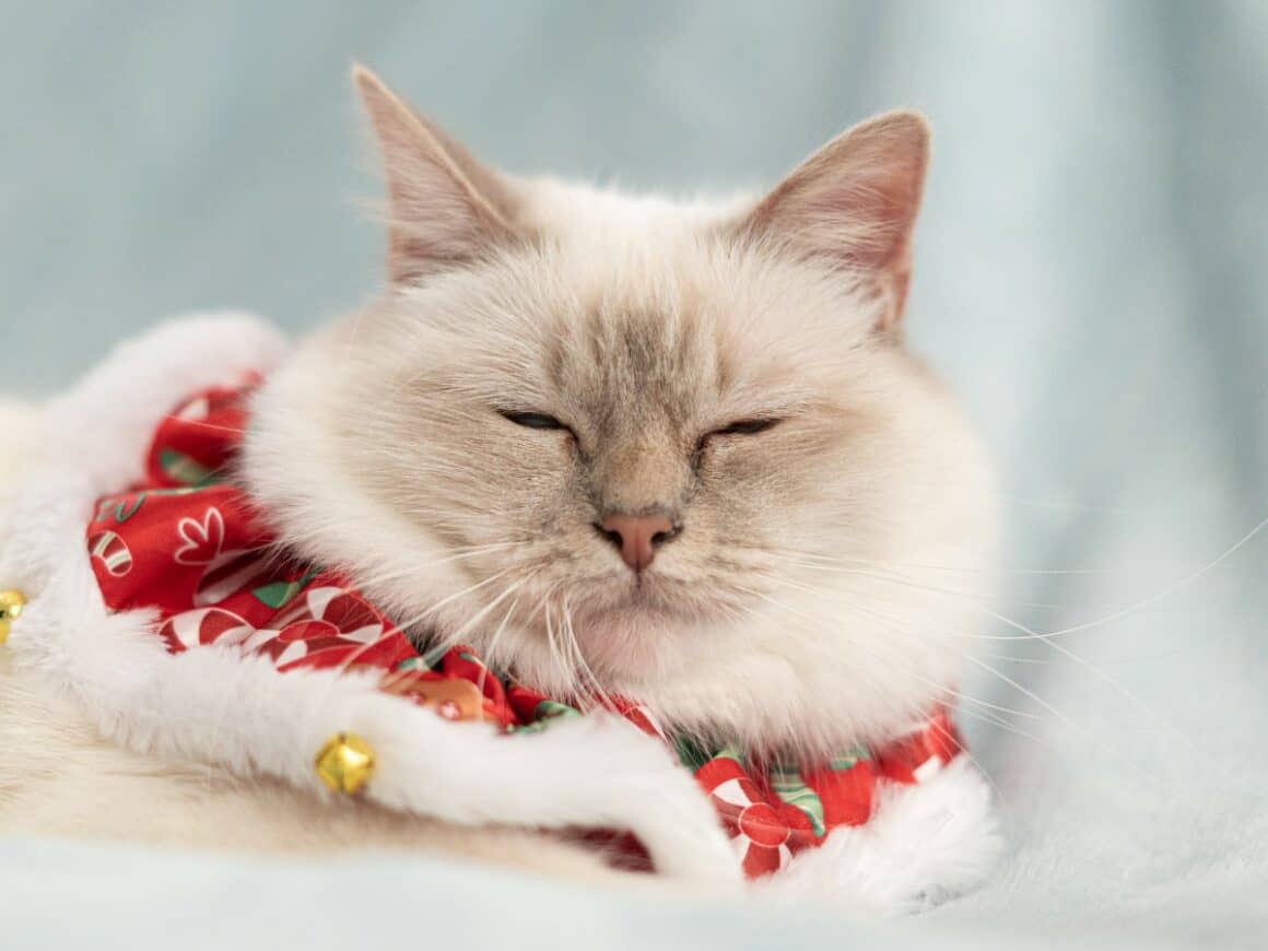 7+ Most Kid-Friendly Cat Breeds (2024) | ThePetsTome