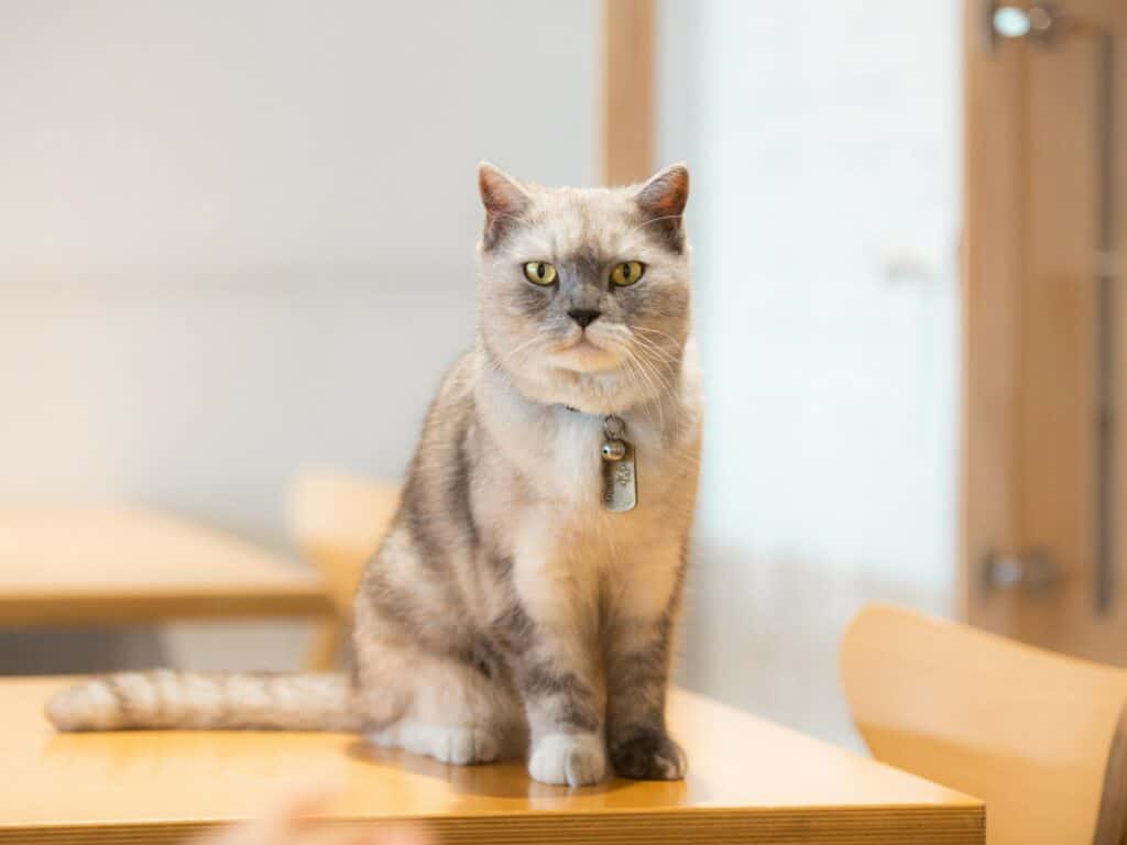 12 Most Kid-Friendly Cat Breeds (2023) | ThePetsTome