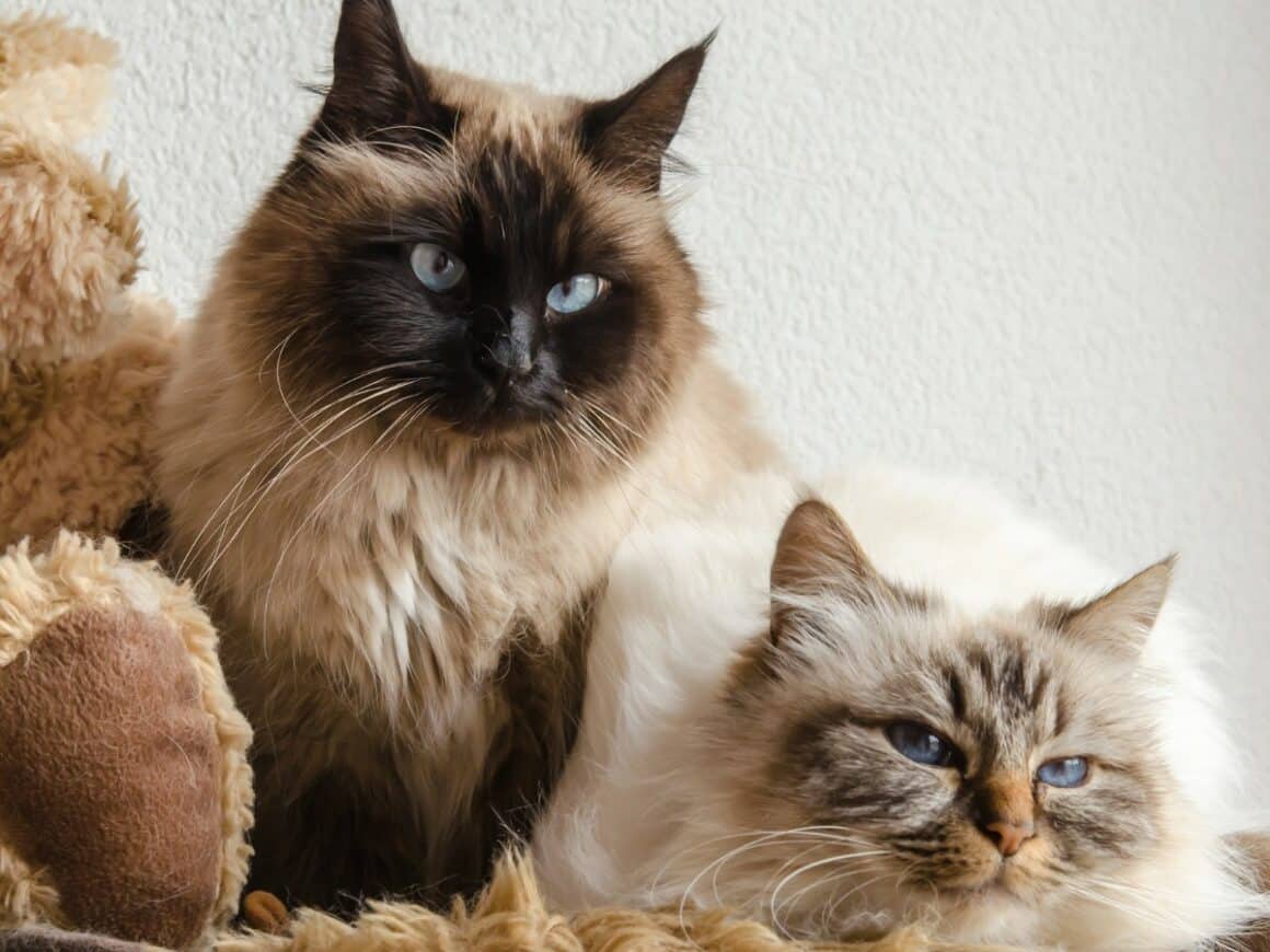 7+ Most Kid-Friendly Cat Breeds (2024) | ThePetsTome