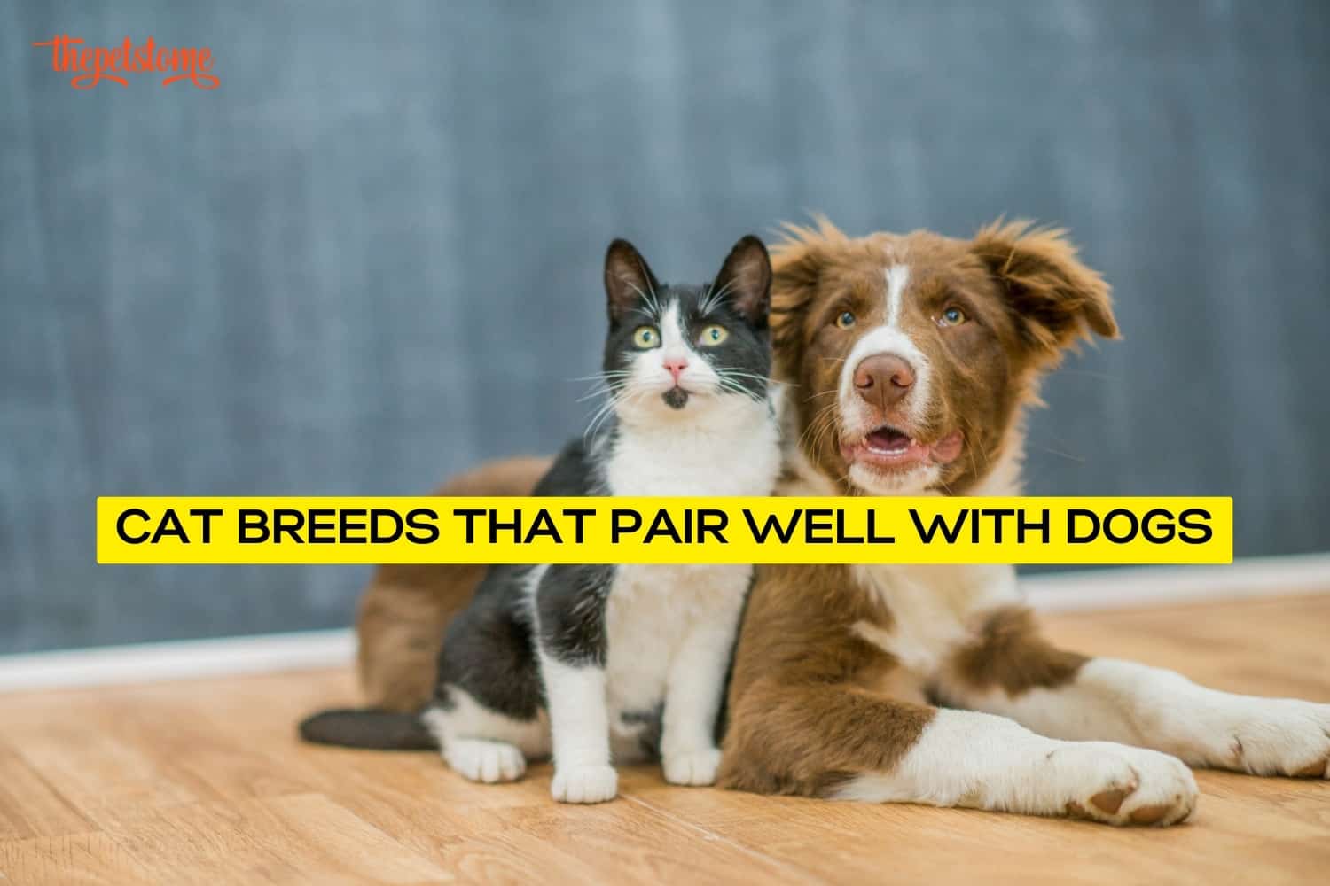 From Us, Our Pets, to You And Yours | ThePetsTome