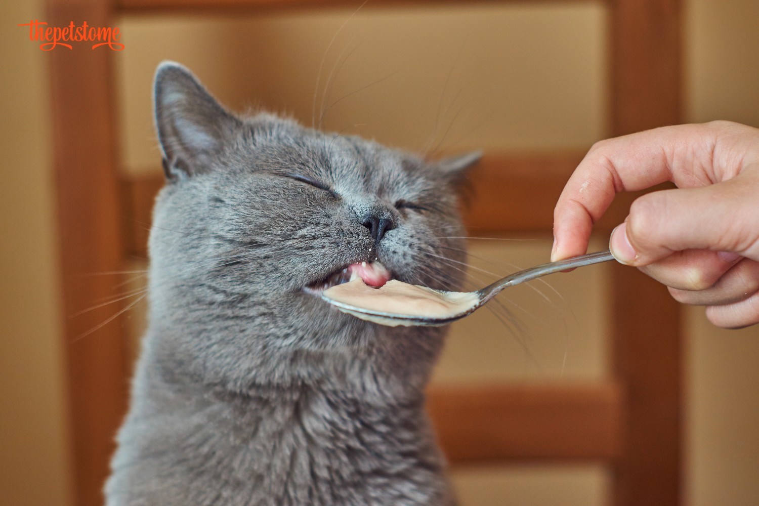 Cat Only Eating 100 Calories A Day, Is This Normal? | ThePetsTome