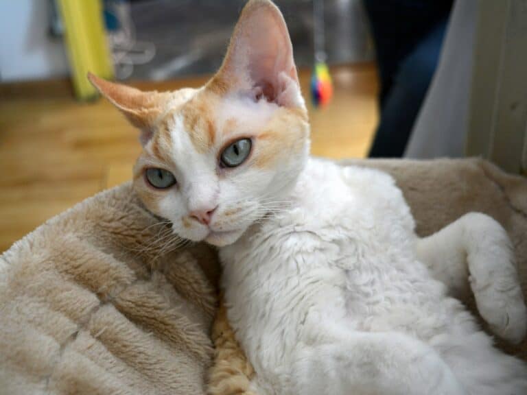 Male Cat Leaking Clear Odorless Fluid (What It Means) | ThePetsTome