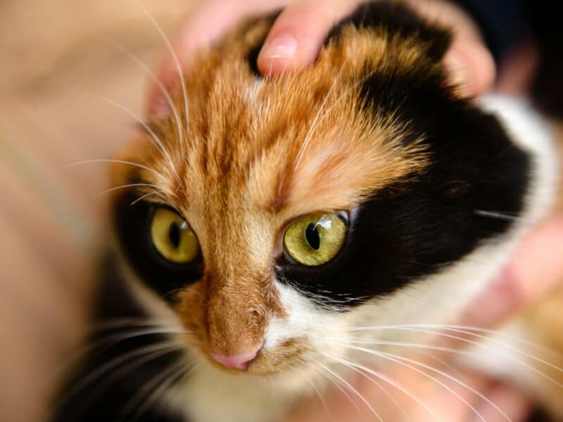 7+ Most Kid-Friendly Cat Breeds (2024) | ThePetsTome