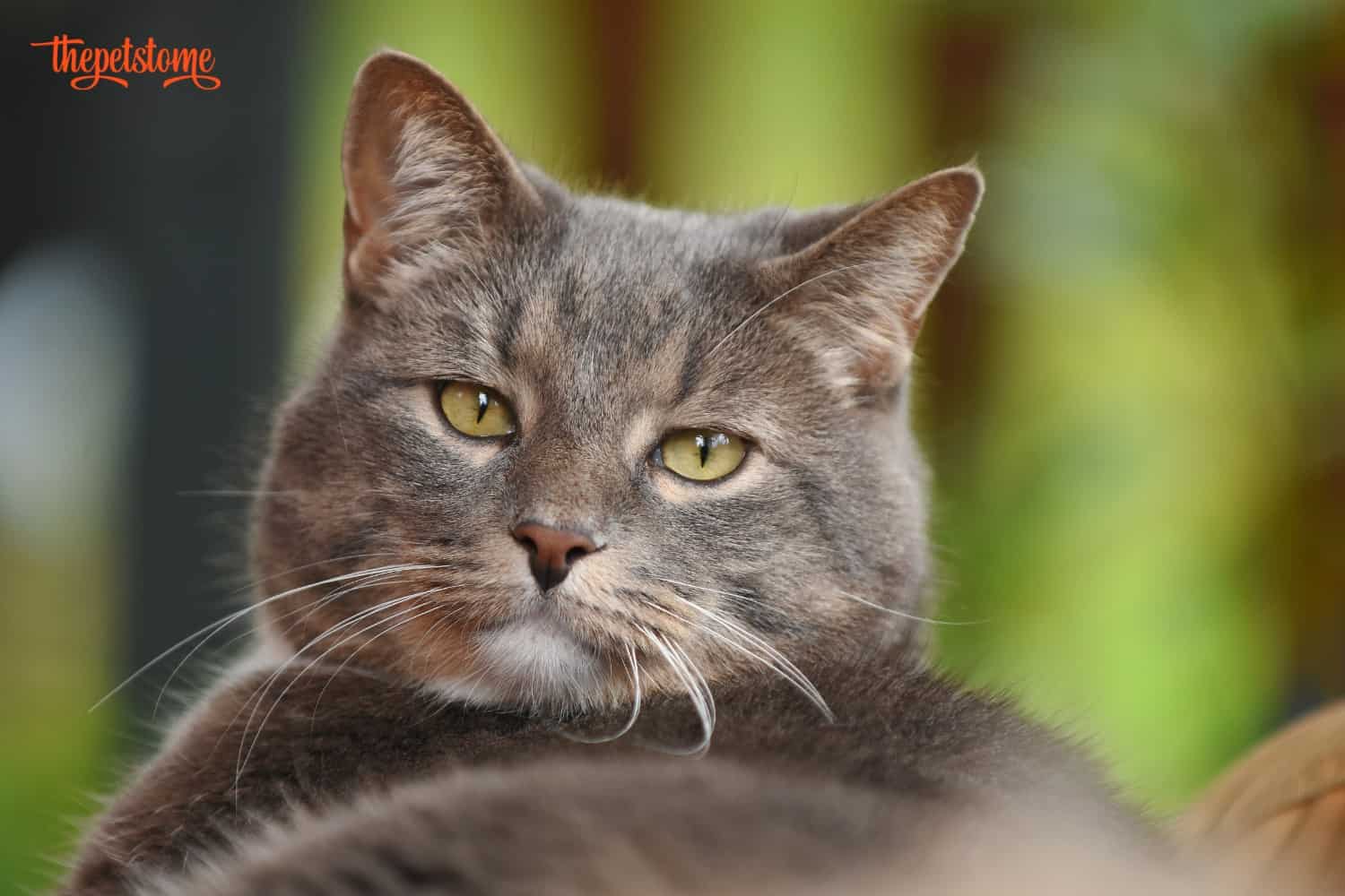 Male Cat Leaking Clear Odorless Fluid (What It Means) | ThePetsTome