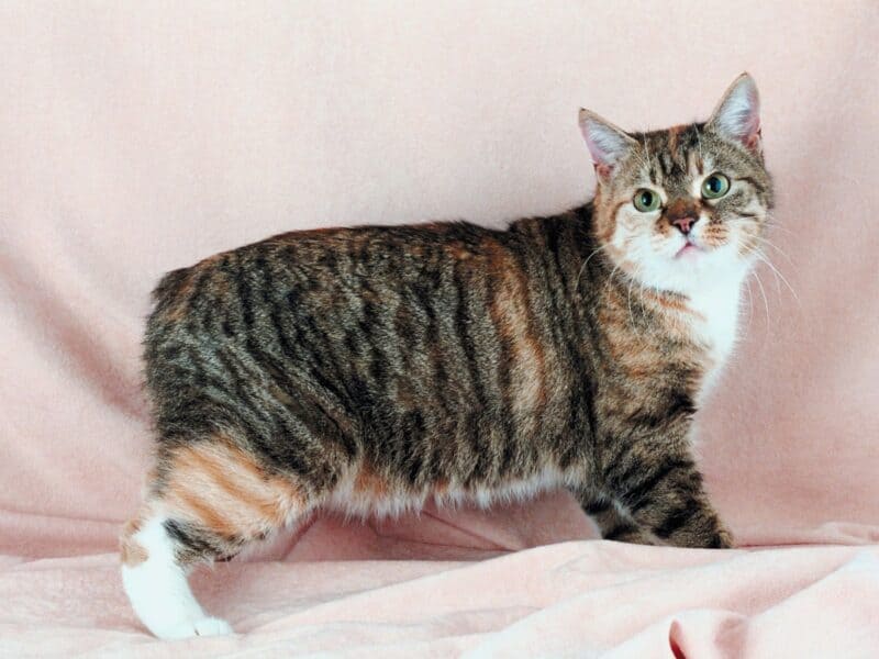 12 Most Kid-Friendly Cat Breeds (2023) | ThePetsTome