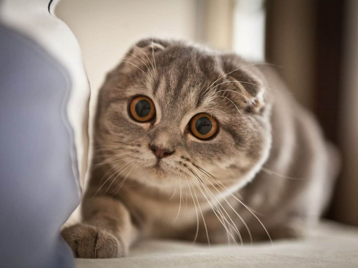 7+ Most Kid-Friendly Cat Breeds (2024) | ThePetsTome