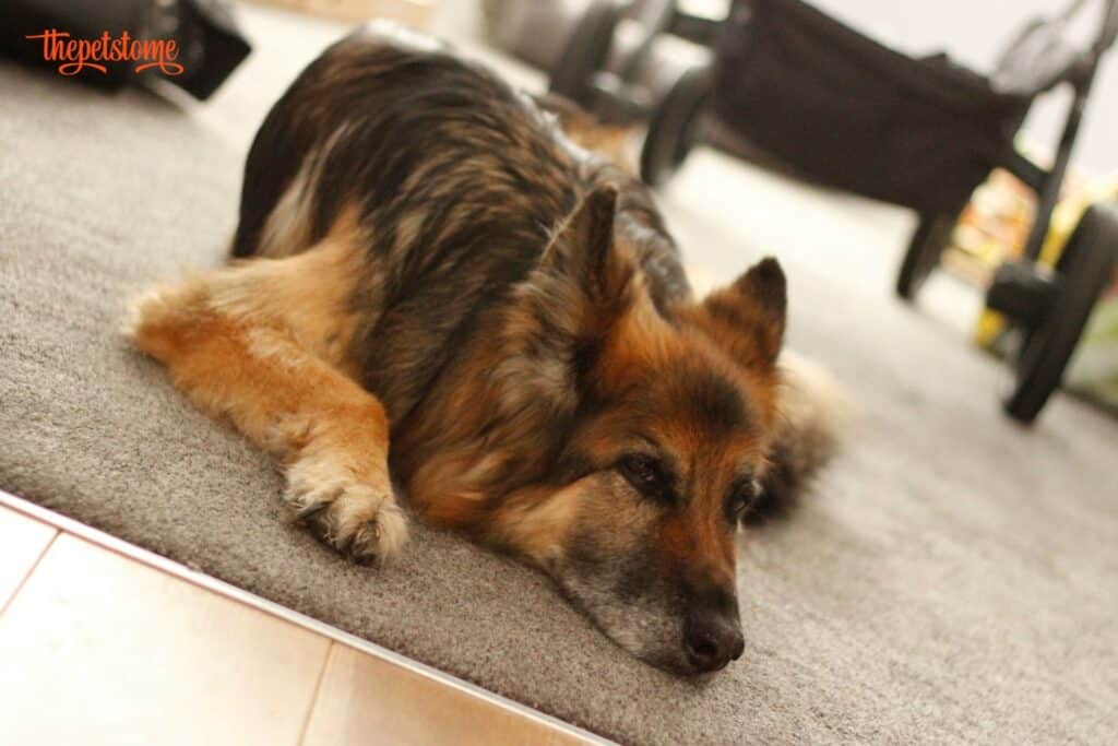 Do They Sedate Dogs to Remove Staples? | ThePetsTome