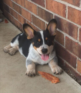 Cowboy Corgi Breed Guide: All You Need to Know | ThePetsTome