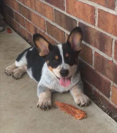 Cowboy Corgi Breed Guide: All You Need to Know | ThePetsTome