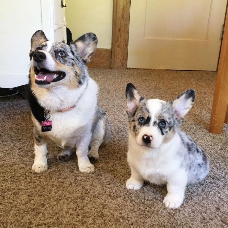 Cowboy Corgi Breed Guide: All You Need to Know | ThePetsTome