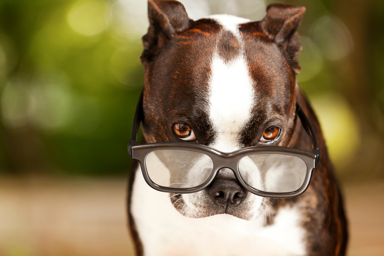 12 Signs Your Dog Is Secretly a Genius | ThePetsTome