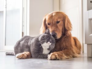 Is Preen Safe For Pets? (Cats, Dogs, Other Pets) | ThePetsTome