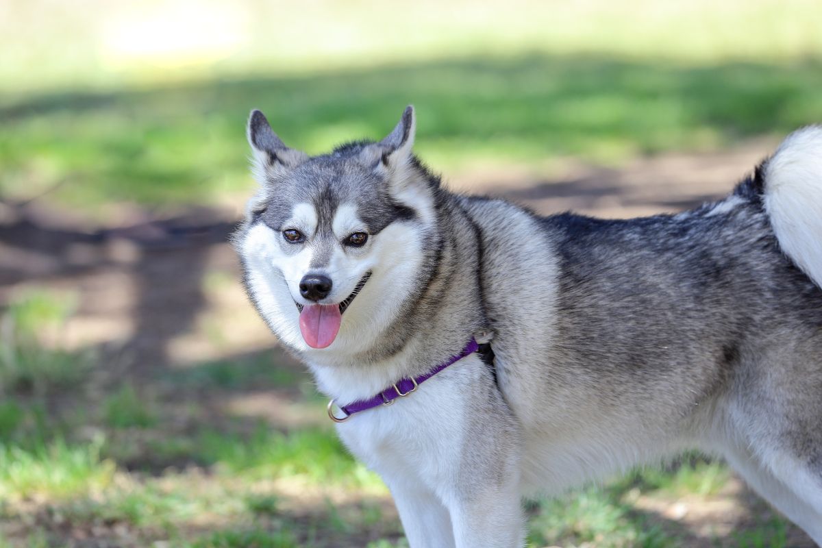 8+ Best Small Dog Breeds For Hiking | ThePetsTome