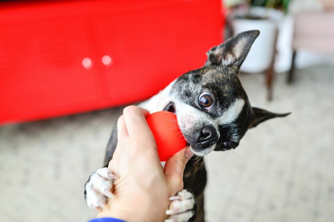 9+ Best Small Dog Breeds For Apartments | ThePetsTome