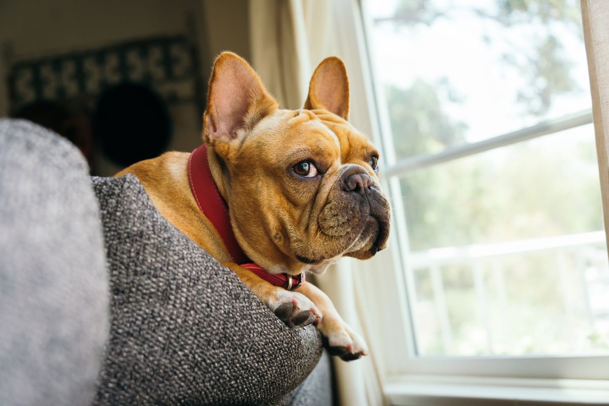 9+ Best Small Dog Breeds For Apartments | ThePetsTome