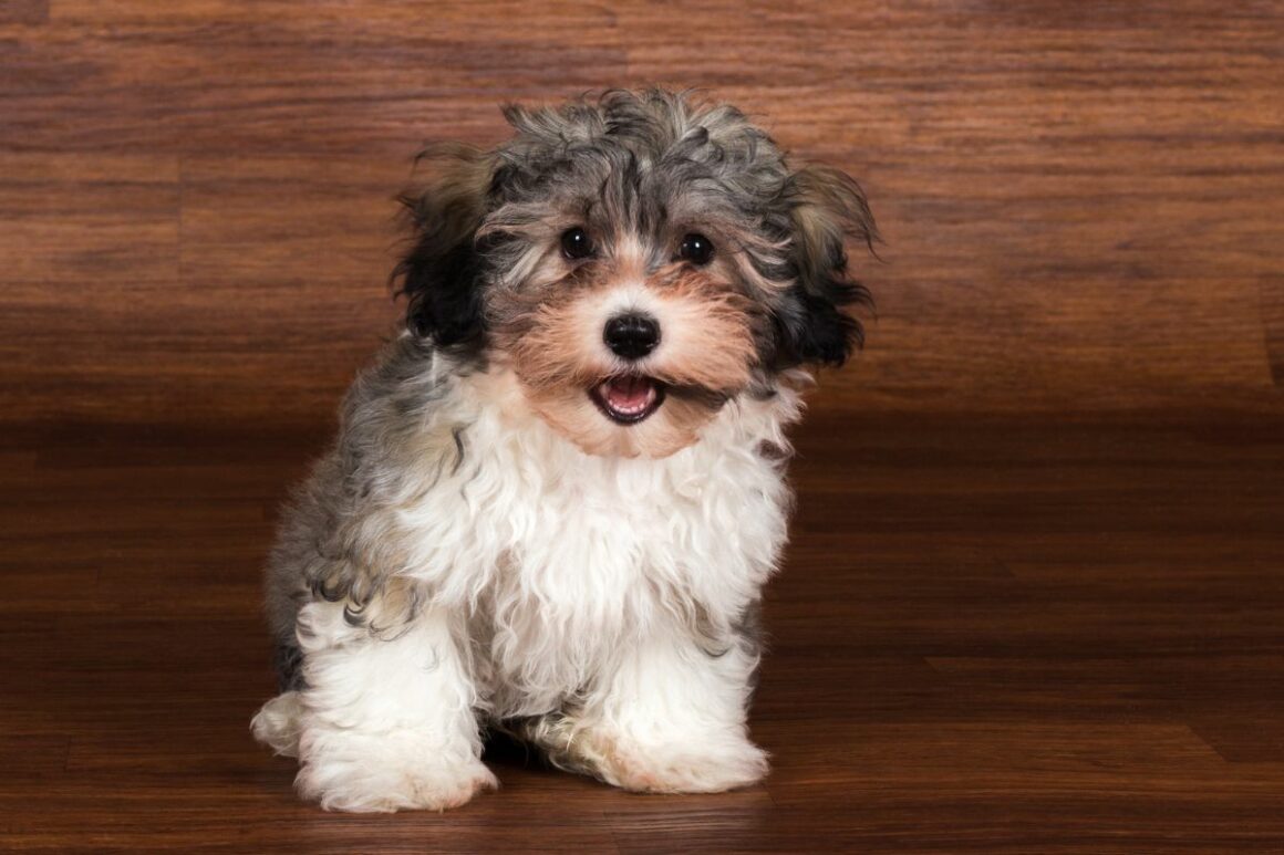 9+ Best Small Dog Breeds For Beginners | ThePetsTome