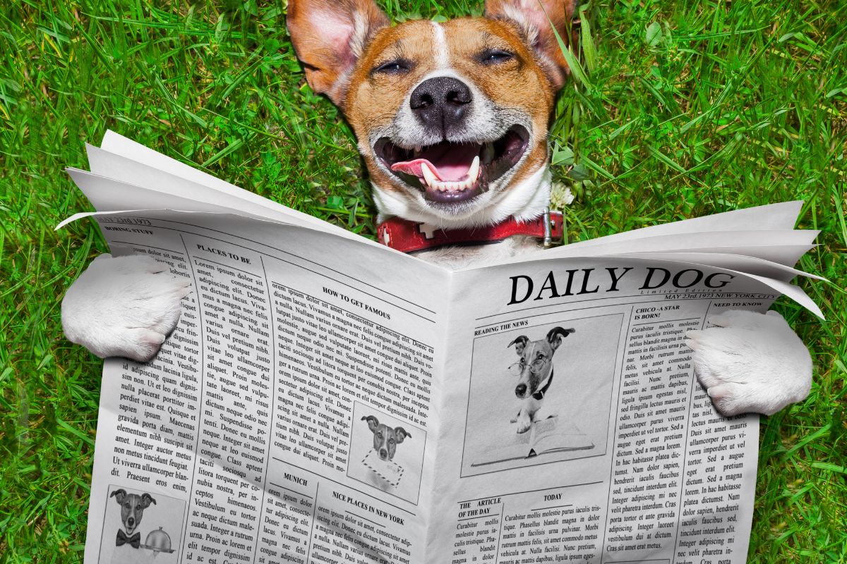 8 Hilarious Things Dogs Do When They Think No One Is Watching | ThePetsTome