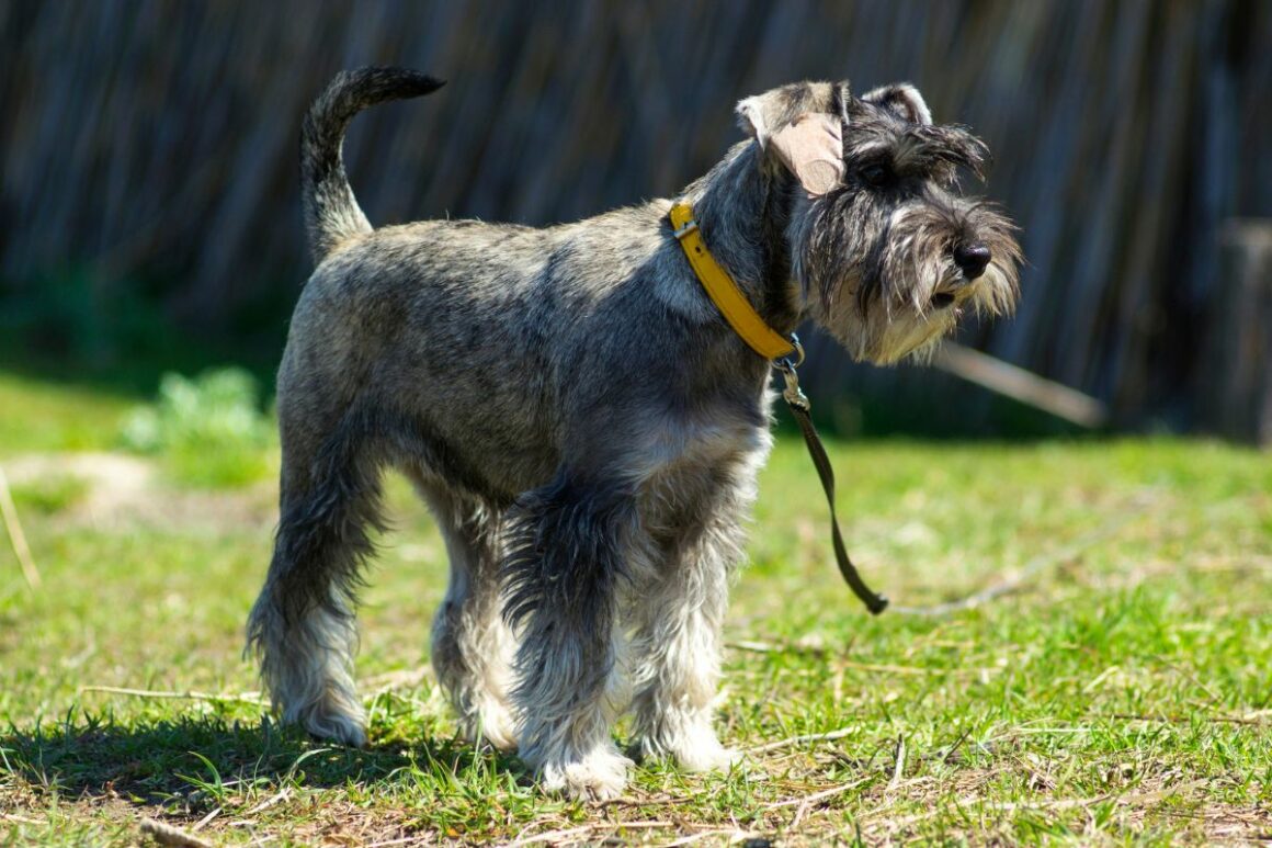 9+ Best Small Dog Breeds For Beginners | ThePetsTome